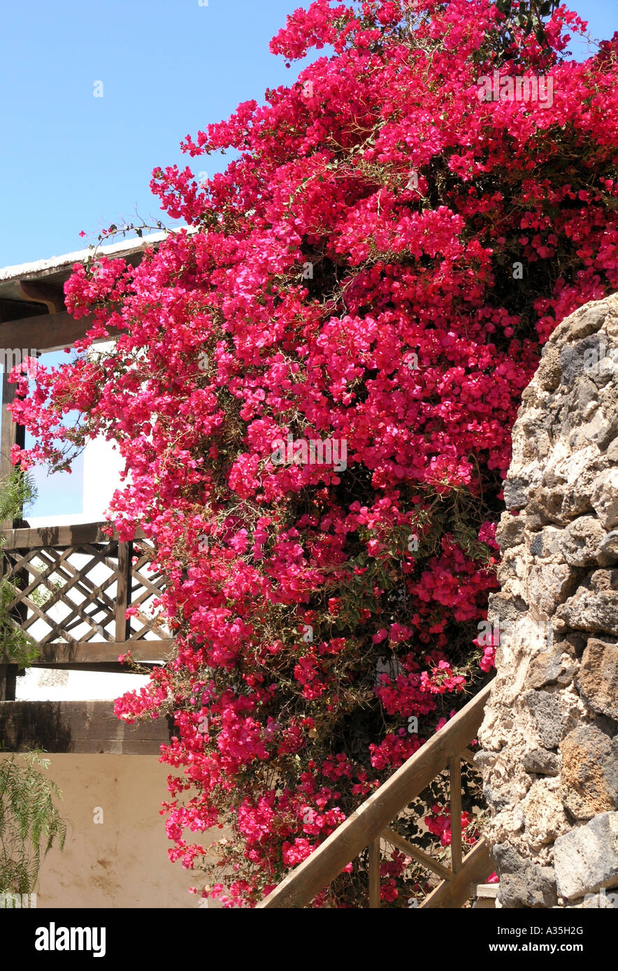 Pink Bourganvillia growing over a veranda Stock Photo - Alamy