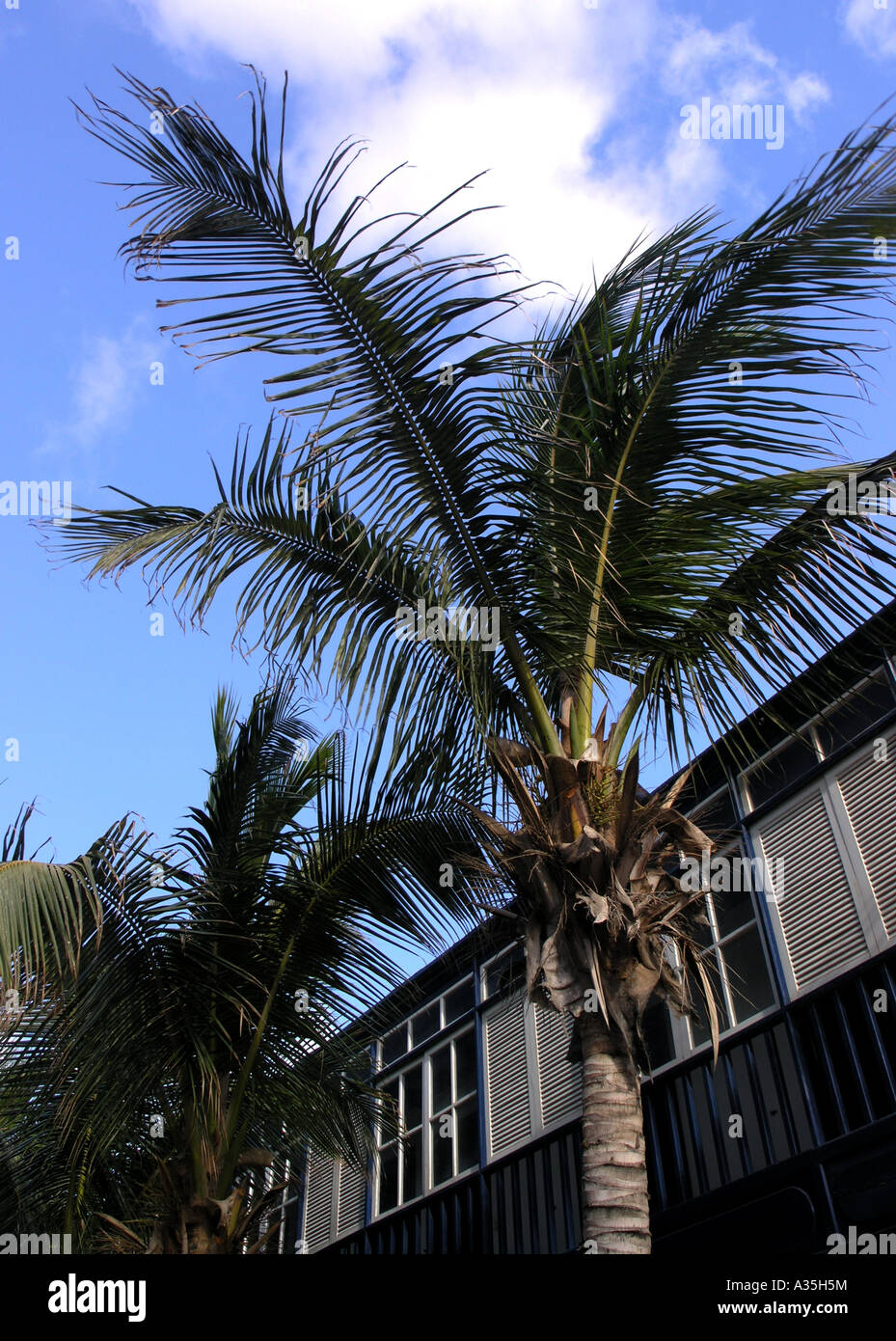 Wooden building palm trees hi-res stock photography and images - Alamy