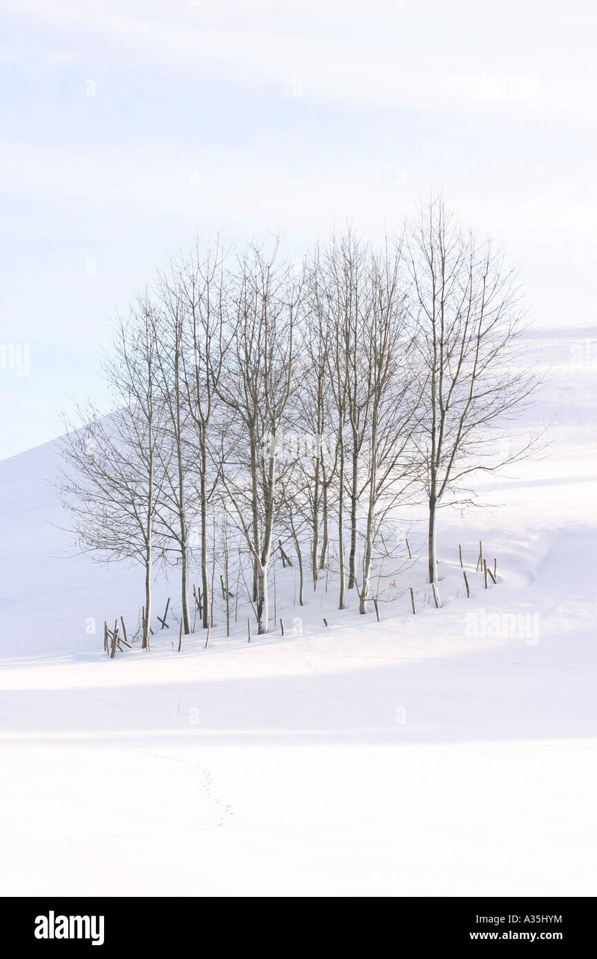 Beautiful winter landscape tree hi-res stock photography and images - Alamy