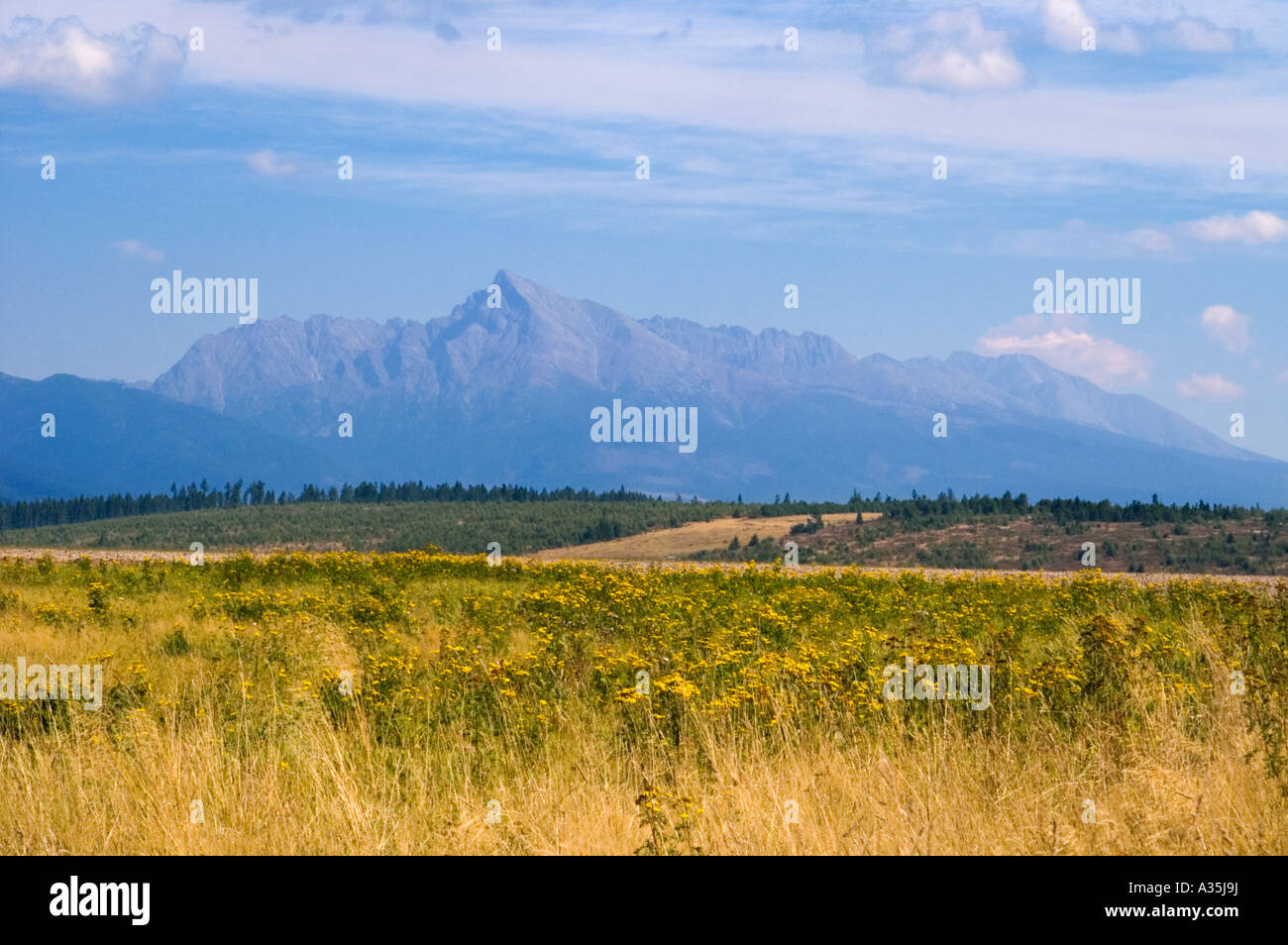 The mount Krivan isolated with a contrasty yellow meadow in the front ...