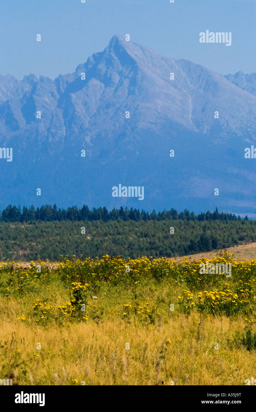 The mount Krivan isolated with a contrasty yellow meadow in the front ...
