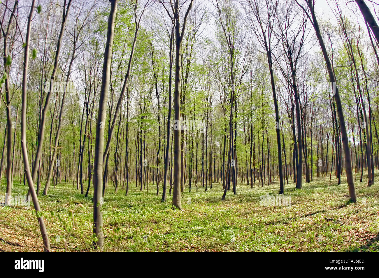 CHANTILLY FRANCE Forest Around Castle in Early Springtime Bare trees ...