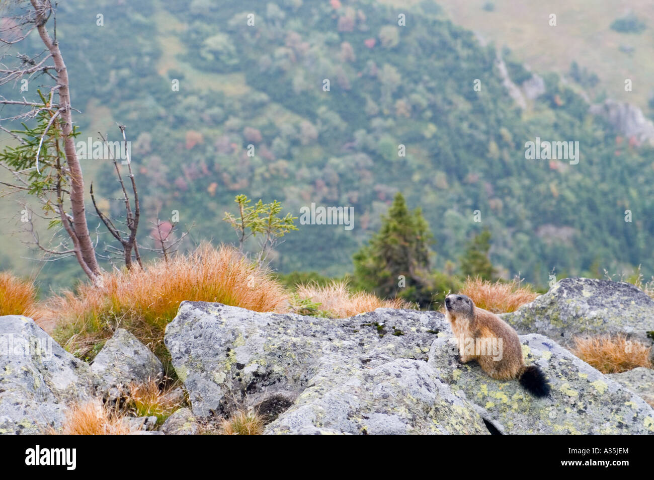 Tatra alpine marmot hi-res stock photography and images - Alamy