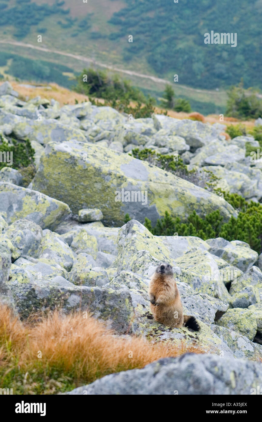 Tatra marmot hi-res stock photography and images - Alamy