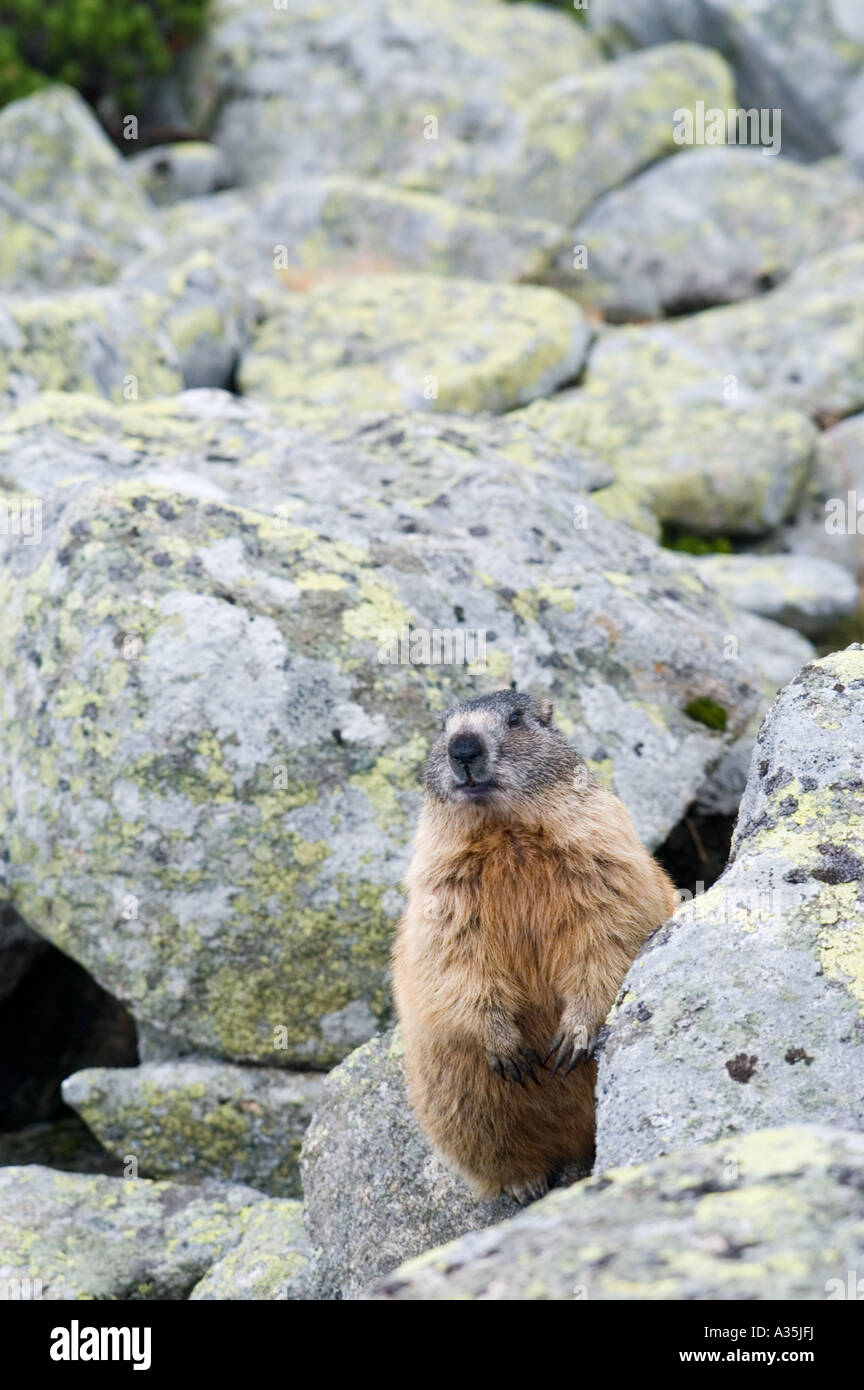 A marmot among big rocks Stock Photo - Alamy