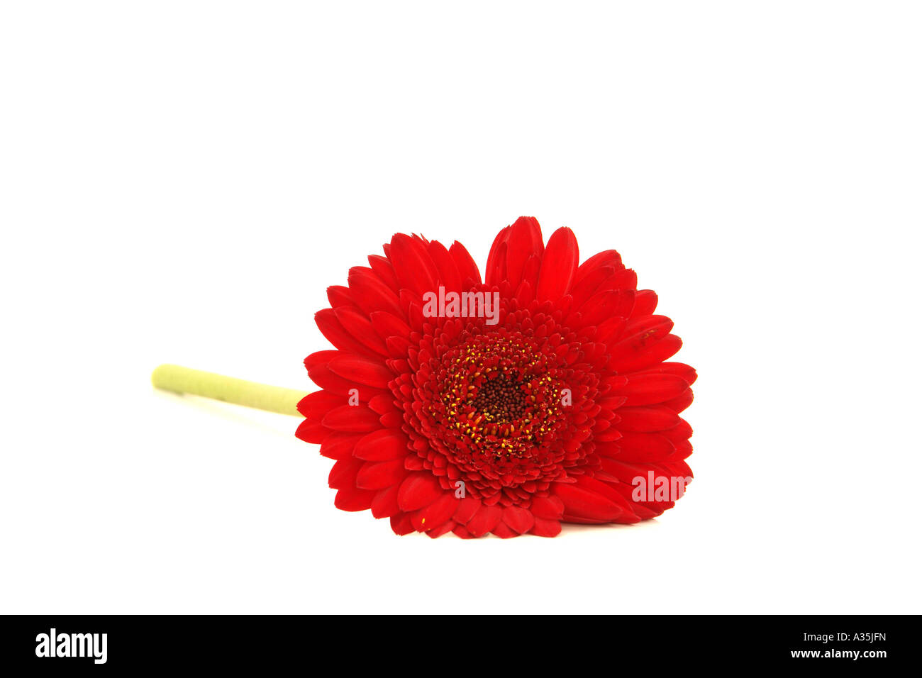 beautiful red Gerbera on background Stock Photo - Alamy