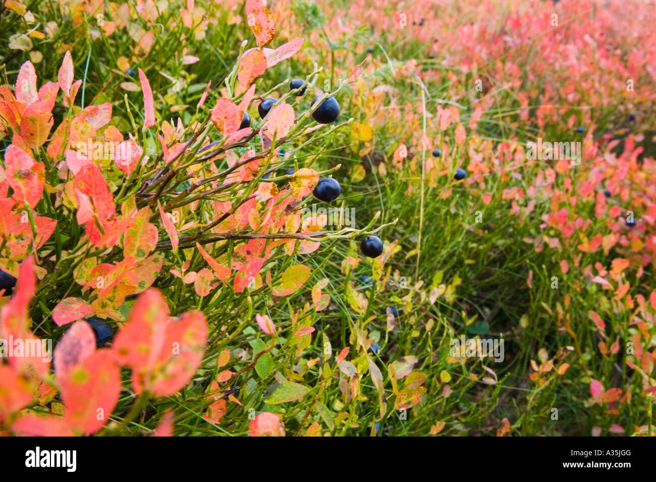 wild blue berries Stock Photo - Alamy