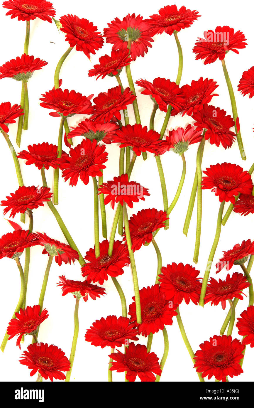 beautiful red Gerbera on background Stock Photo - Alamy