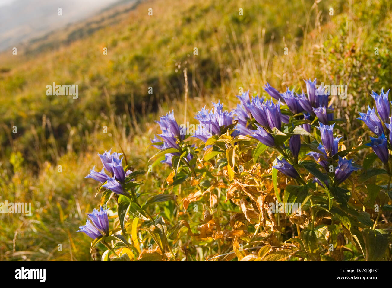 Blue bell alpine flowers Stock Photo - Alamy