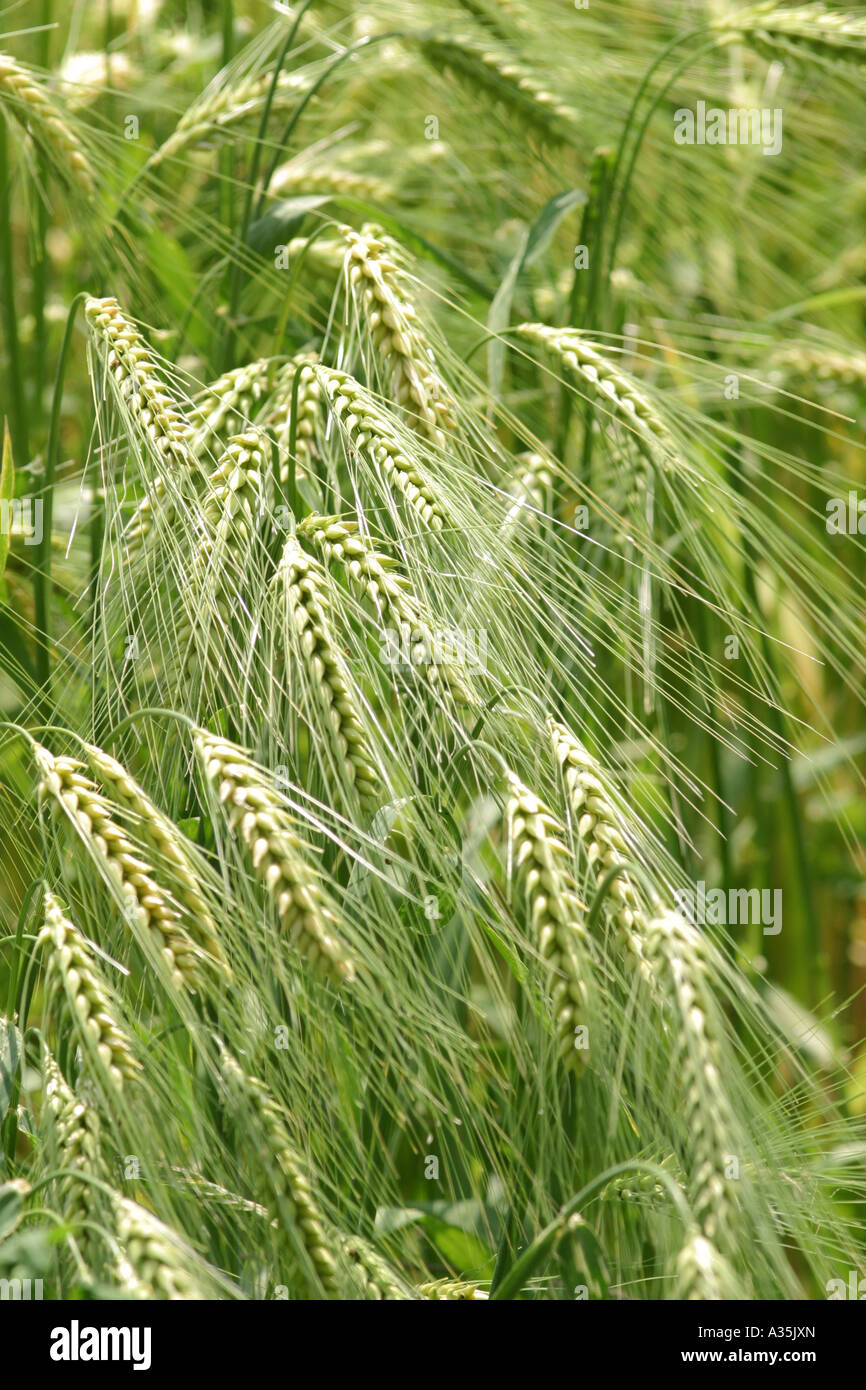 Standing ears on a field Stock Photo - Alamy