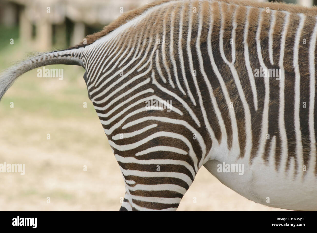 close look at a zebra Stock Photo - Alamy