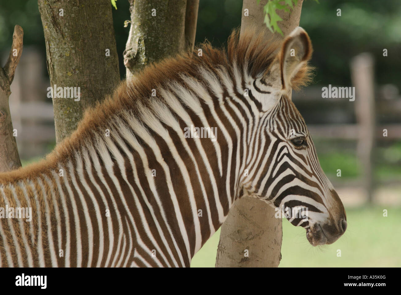 close look at a zebra Stock Photo - Alamy