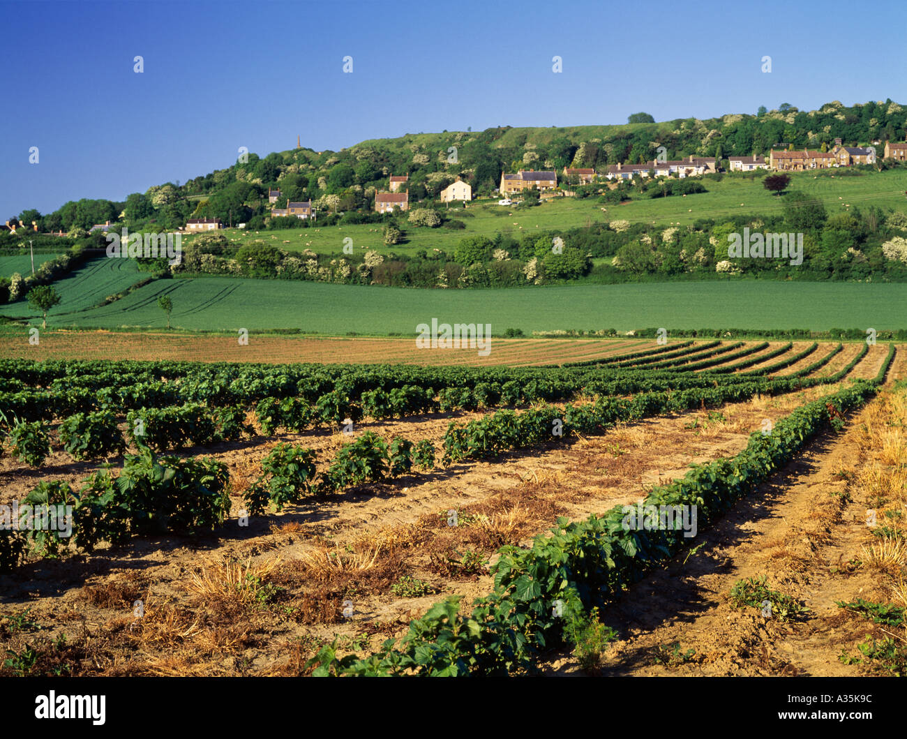 Field of Blackcurrant bushes Stoke sub Hamdon Somerset England Stock ...