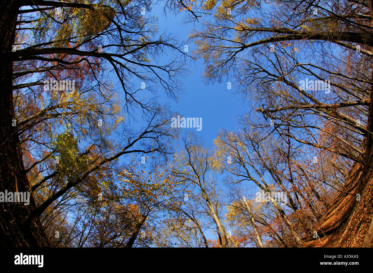 Fish-eye view of a woods in autumn looking up from the ground Stock ...