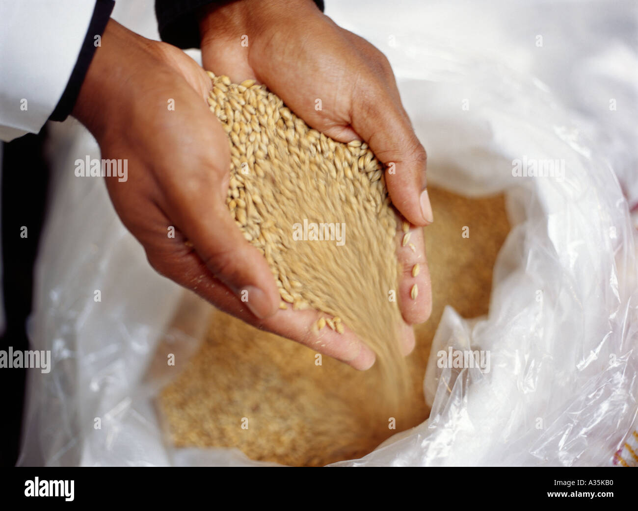 Malt for brewing beer Brooklyn Brewery New York USA Stock Photo - Alamy