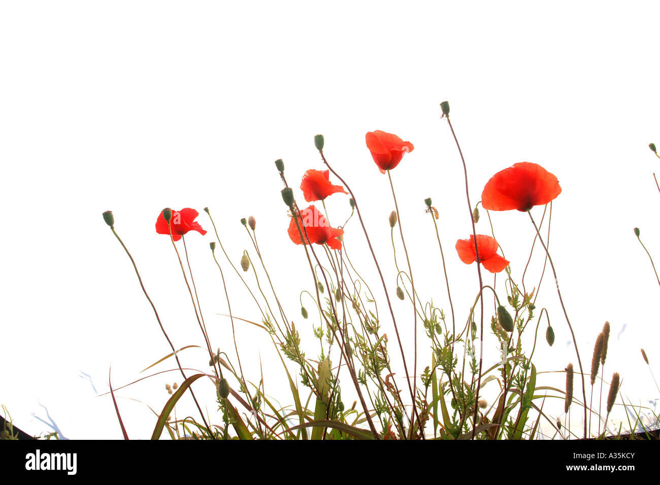 Poppies on the field Cut Out Stock Images & Pictures - Alamy