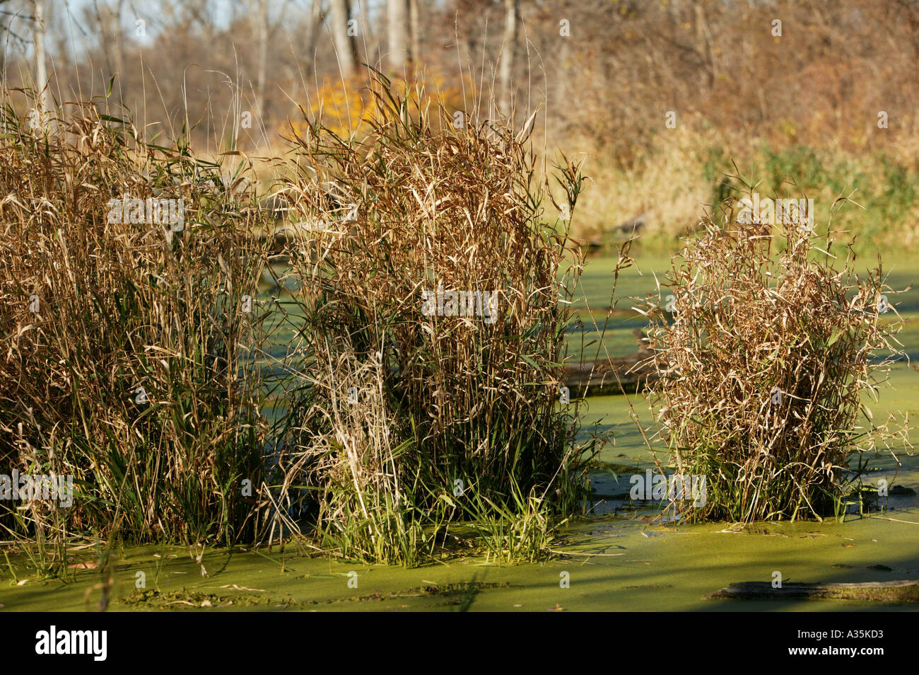 Tall grass pond hi-res stock photography and images - Alamy