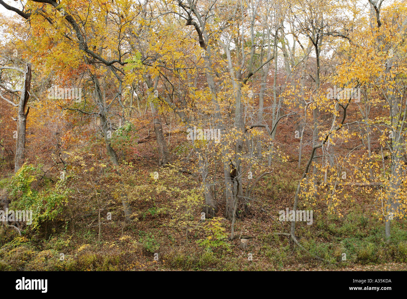 Trees on a hillside in the autumn at Waubonsie State Park, Iowa Stock ...