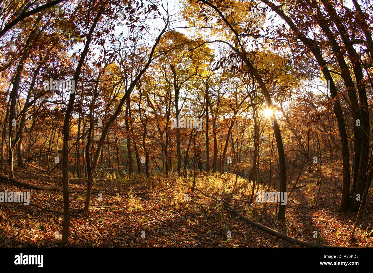 Quiet Autumn morning in the woods at Woubonsie State Park, Iowa Stock ...