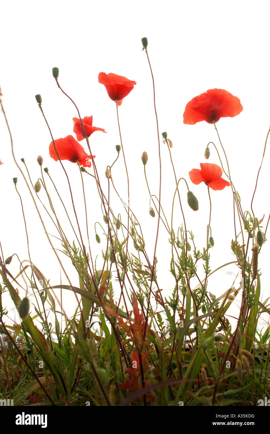 Poppies on the field Cut Out Stock Images & Pictures - Alamy