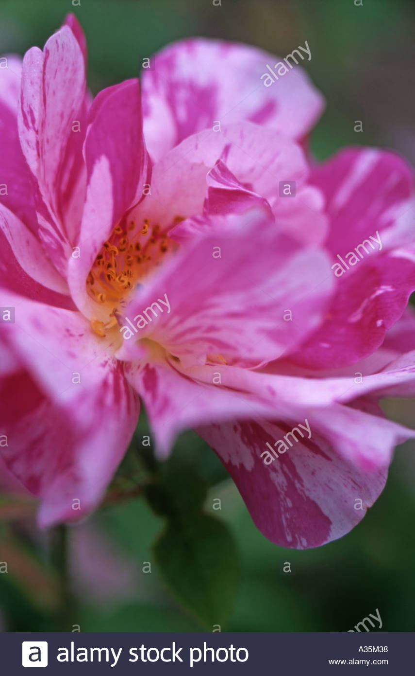 Rosa Gallica Officinalis High Resolution Stock Photography and Images ...