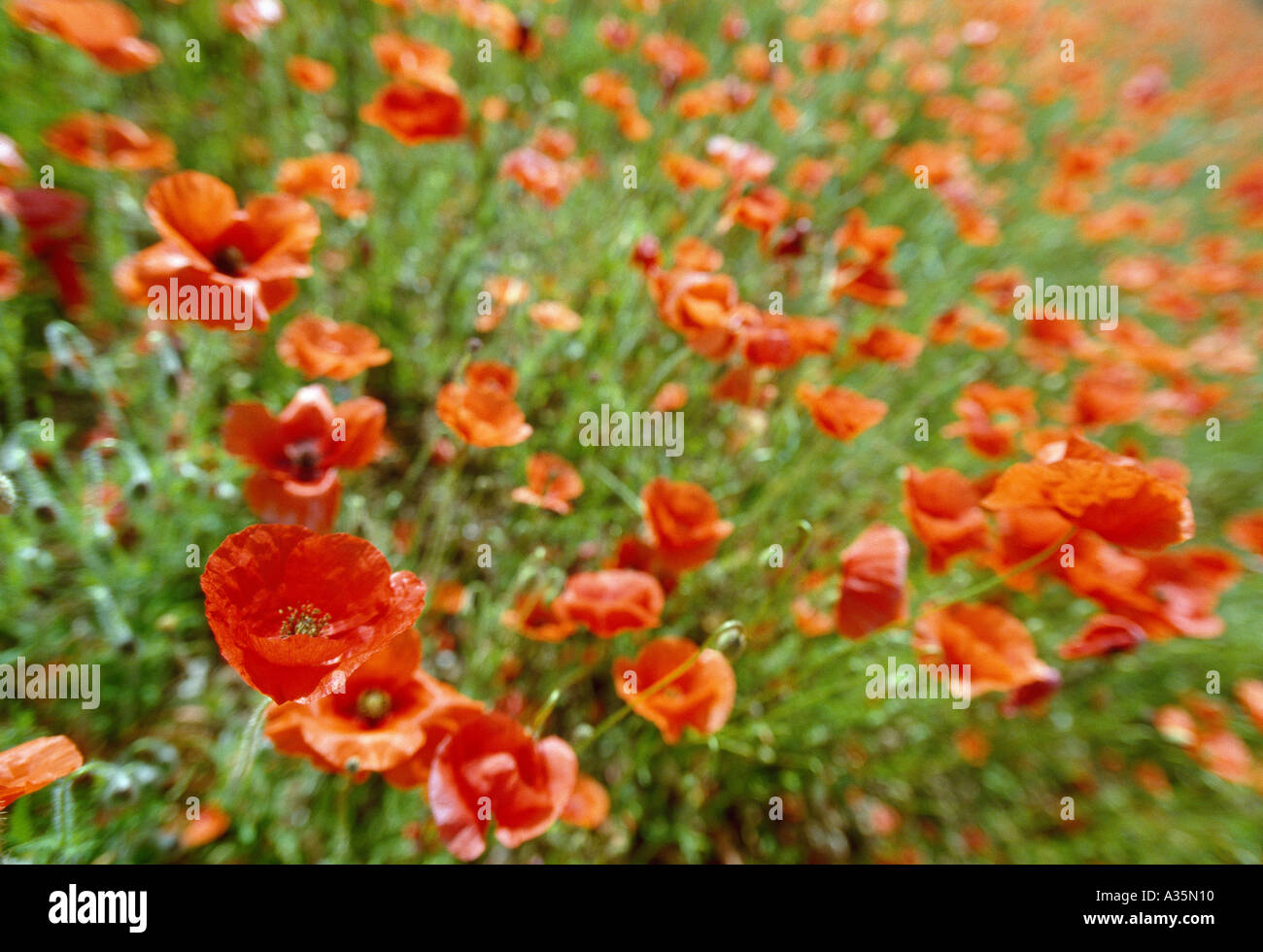 Field of flowering corn poppies Papaver rhoeas in Normandy France Stock ...