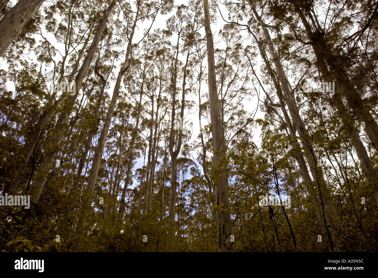 Karri tree forest Denmark Western Australia Stock Photo - Alamy