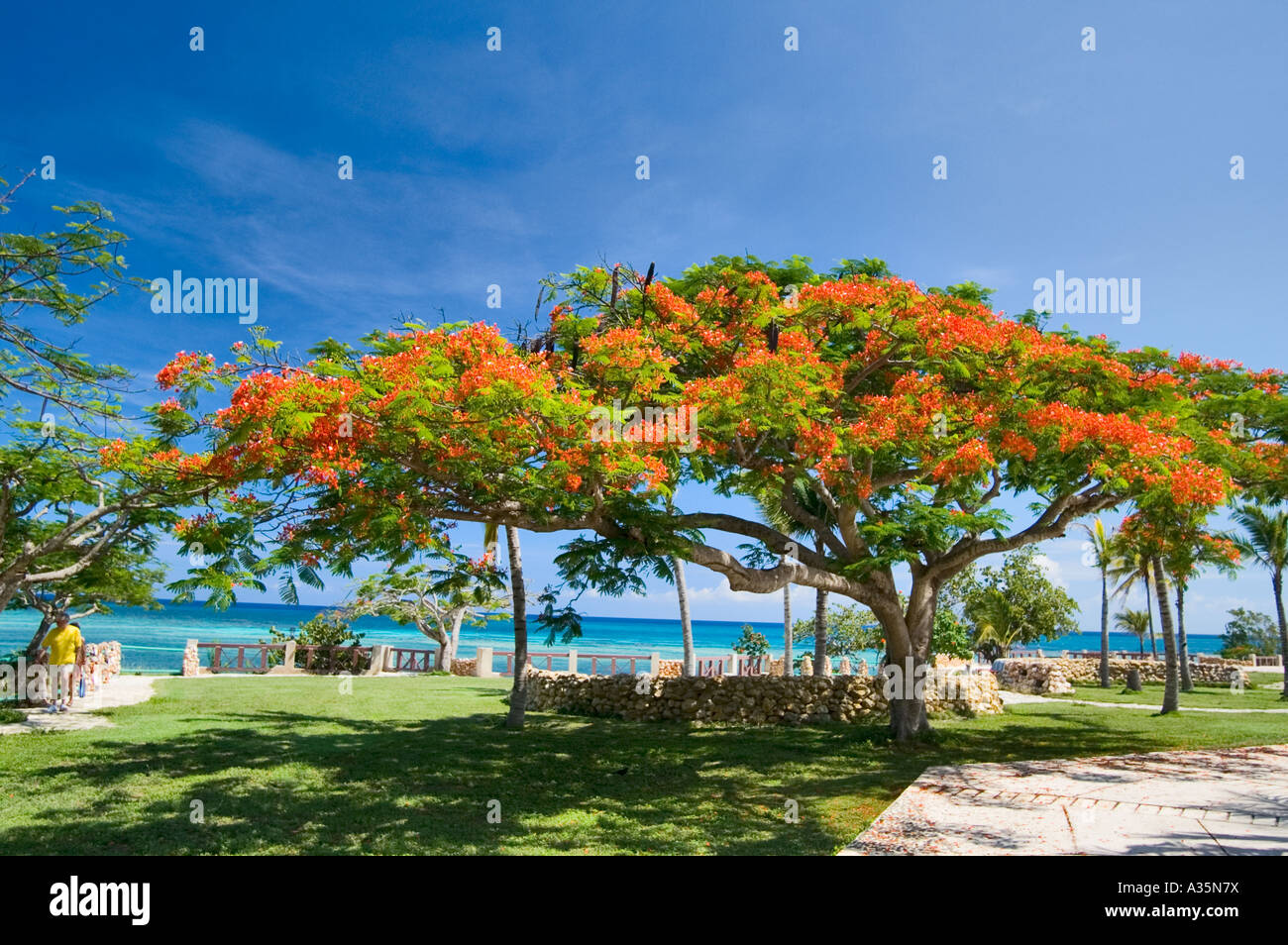 Red blooming tree with the blue sea in the background Stock Photo - Alamy