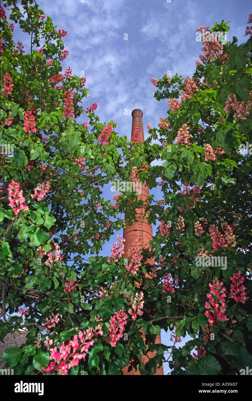 factory chimney covered by a blooming tree Stock Photo - Alamy