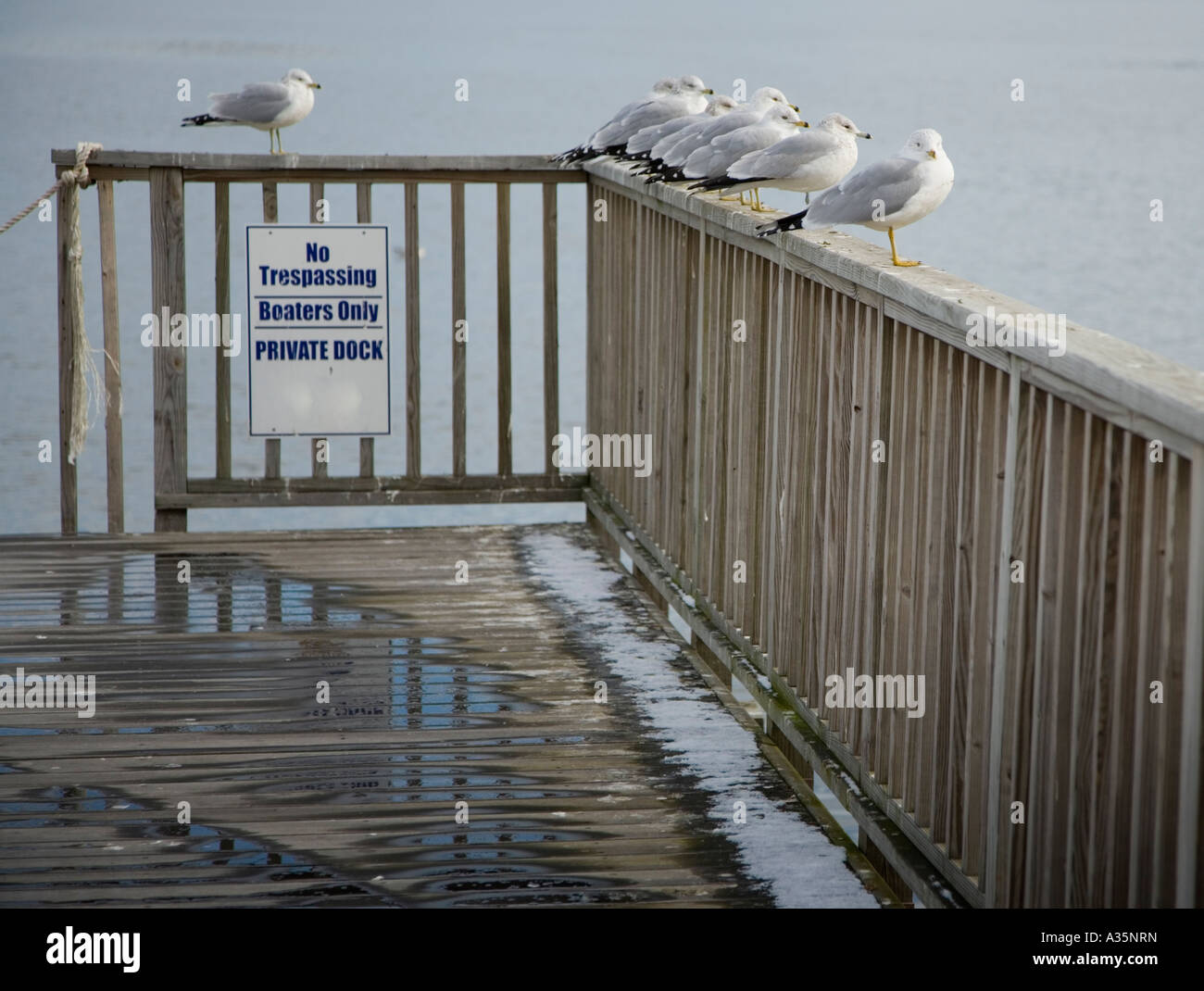Seagulls on a fence Stock Photo - Alamy