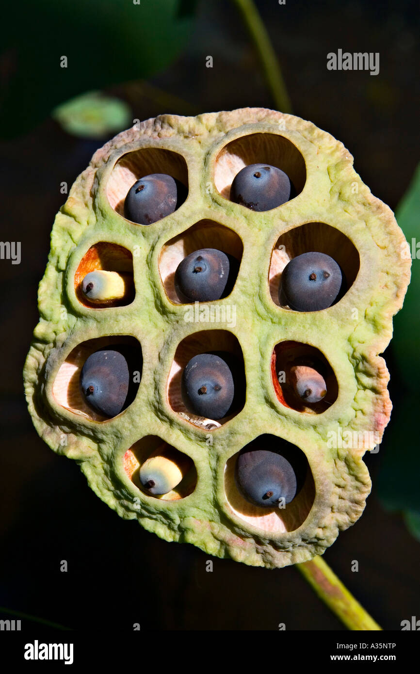 Lotus seed pod Stock Photo - Alamy