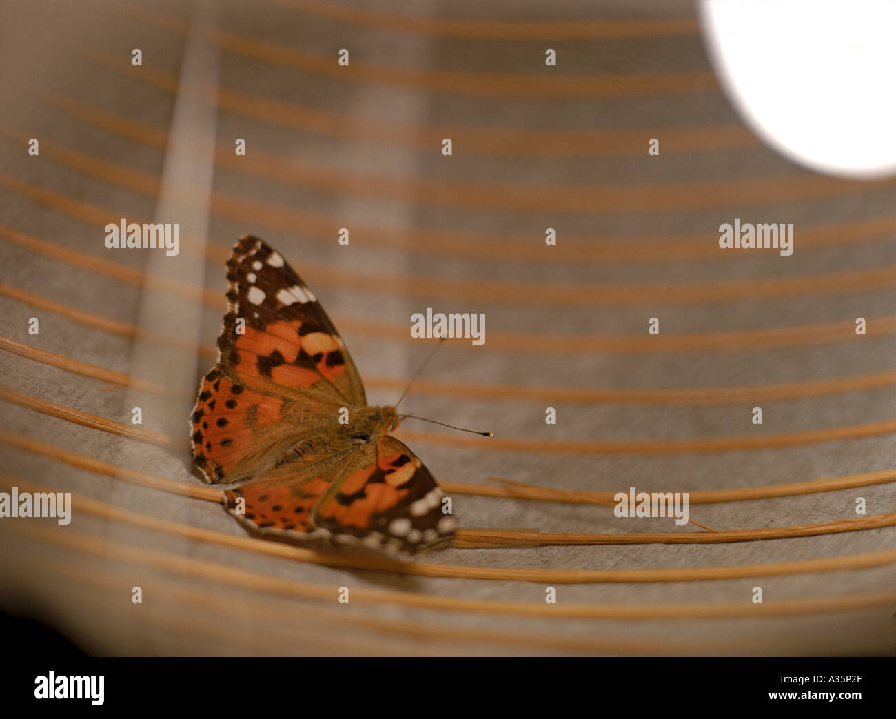 butterfly trapped in light shade Stock Photo - Alamy