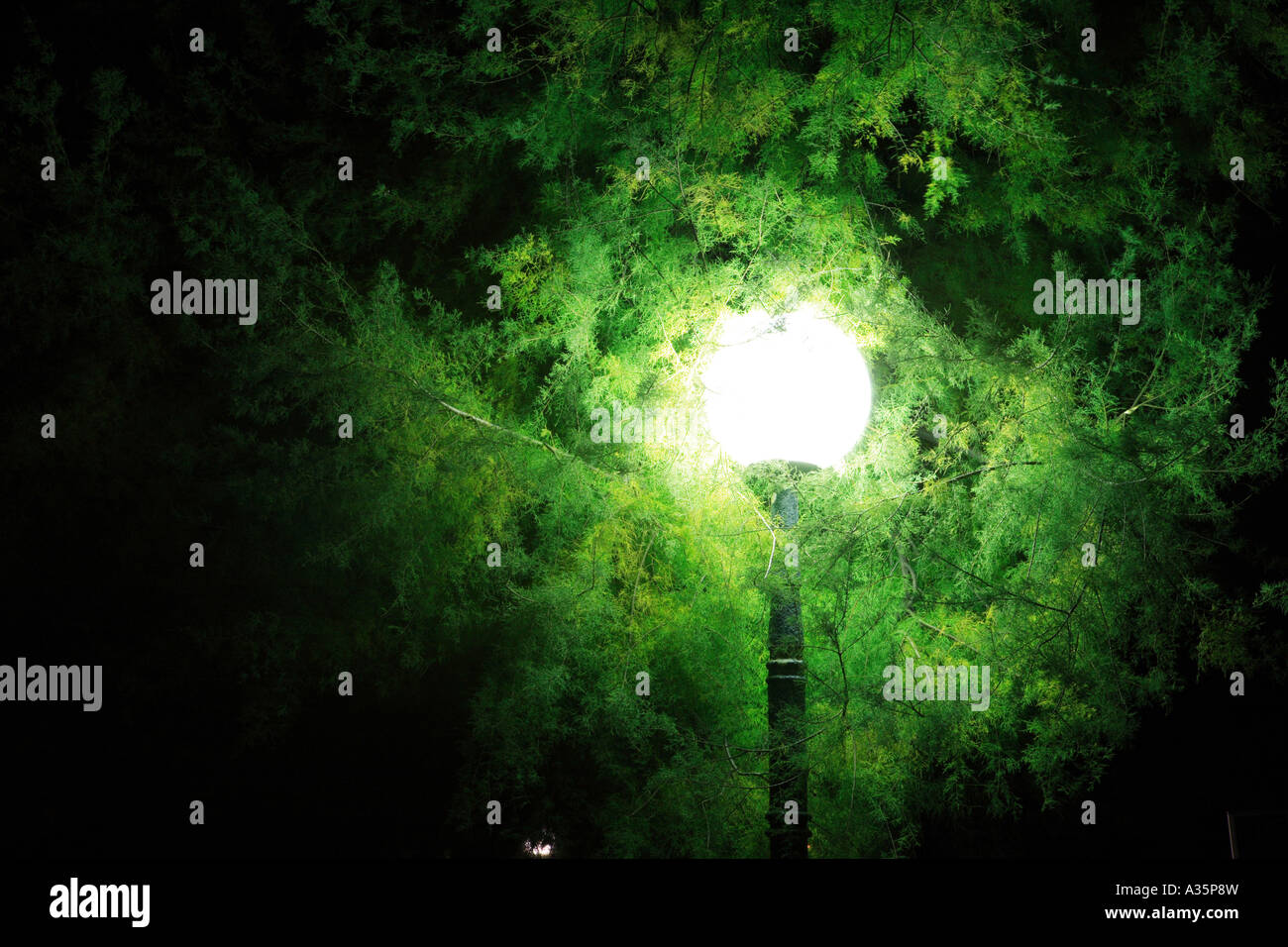 A street lamp hidden by the branches of a tree Stock Photo - Alamy