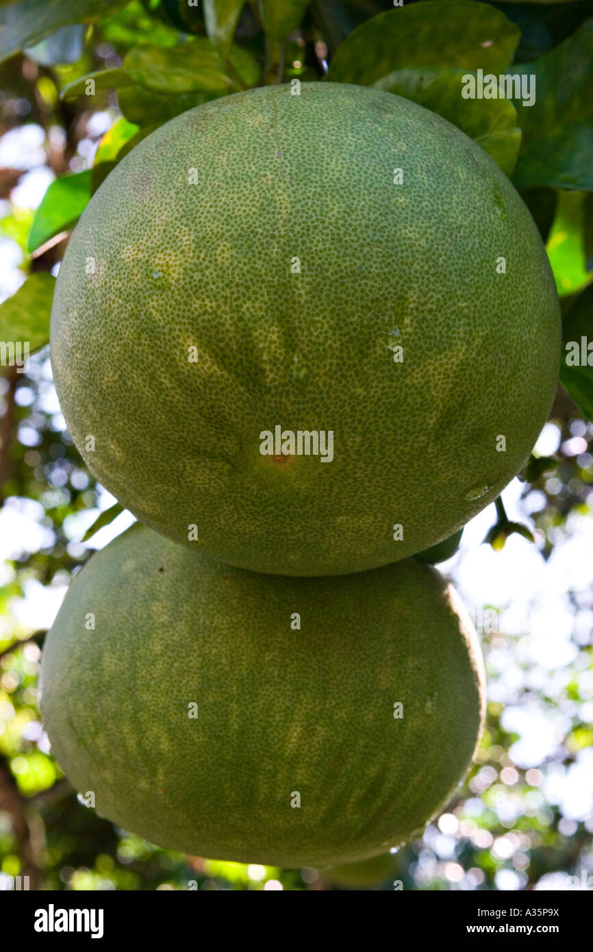 Pummelo, Pomelo, Citrus Maxima Stock Photo - Alamy
