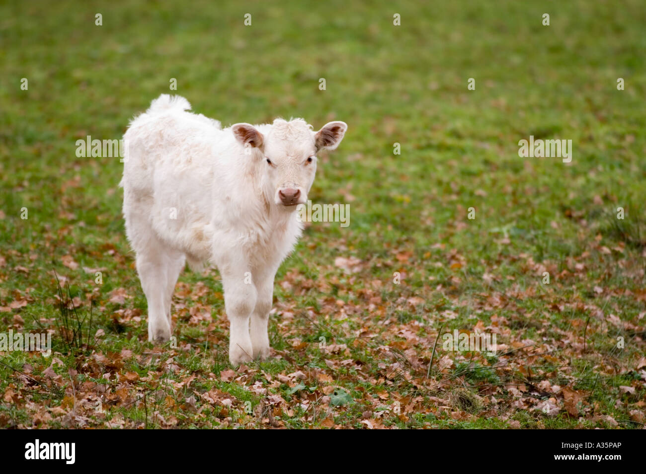 Cute little white calf Stock Photo - Alamy