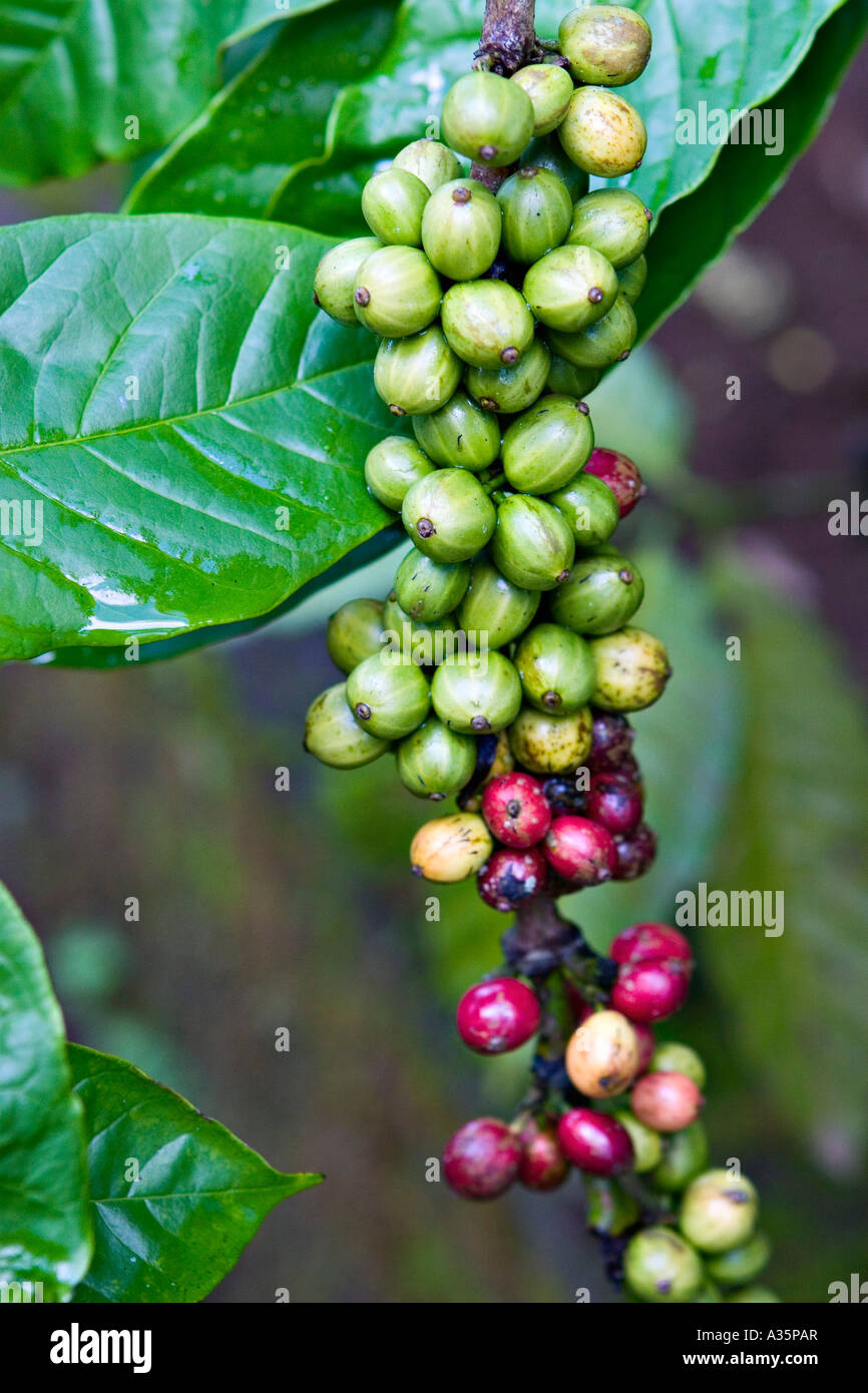 Coffee plant (coffea canephora), Java, Indonesia, Asia Stock Photo - Alamy