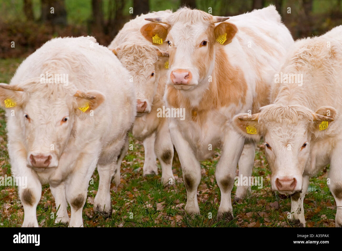 livestock on a farm Stock Photo - Alamy