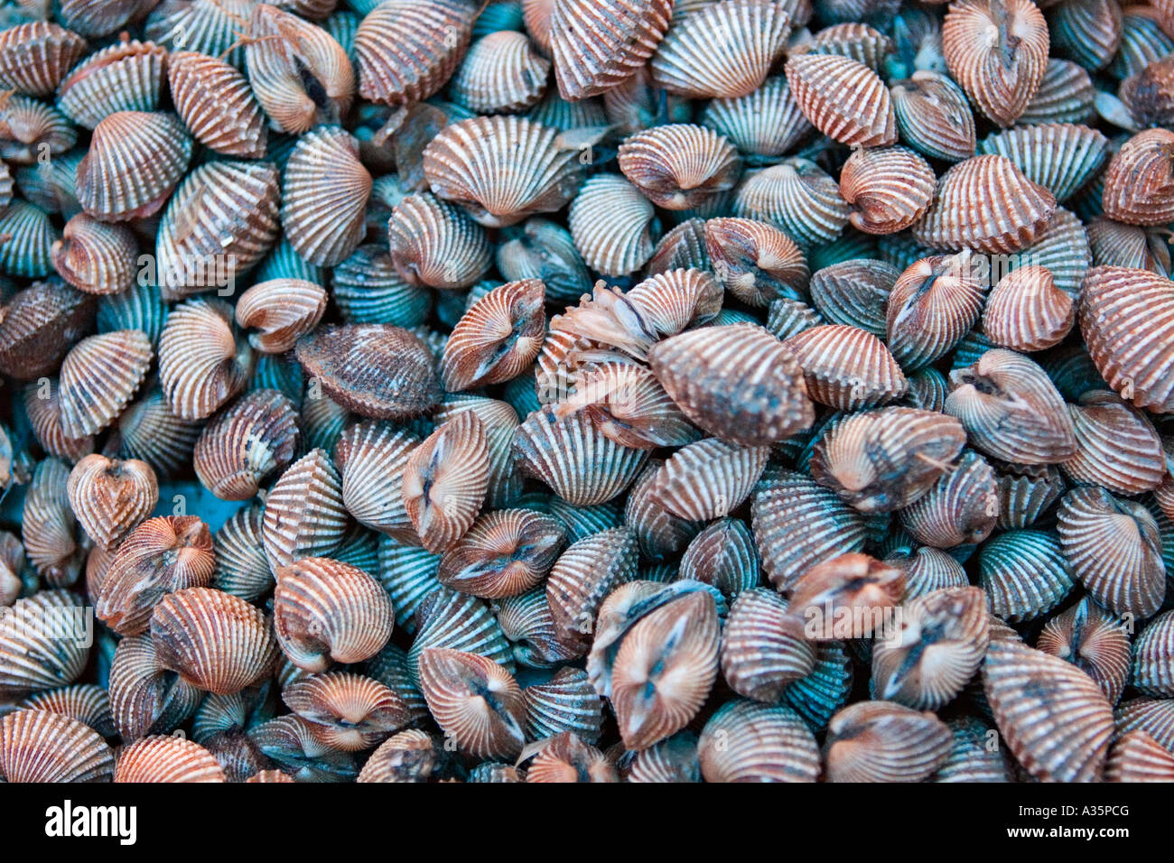 Cockle (bivalve) shells at Pasar Beringharjo market in Yogyakarta ...