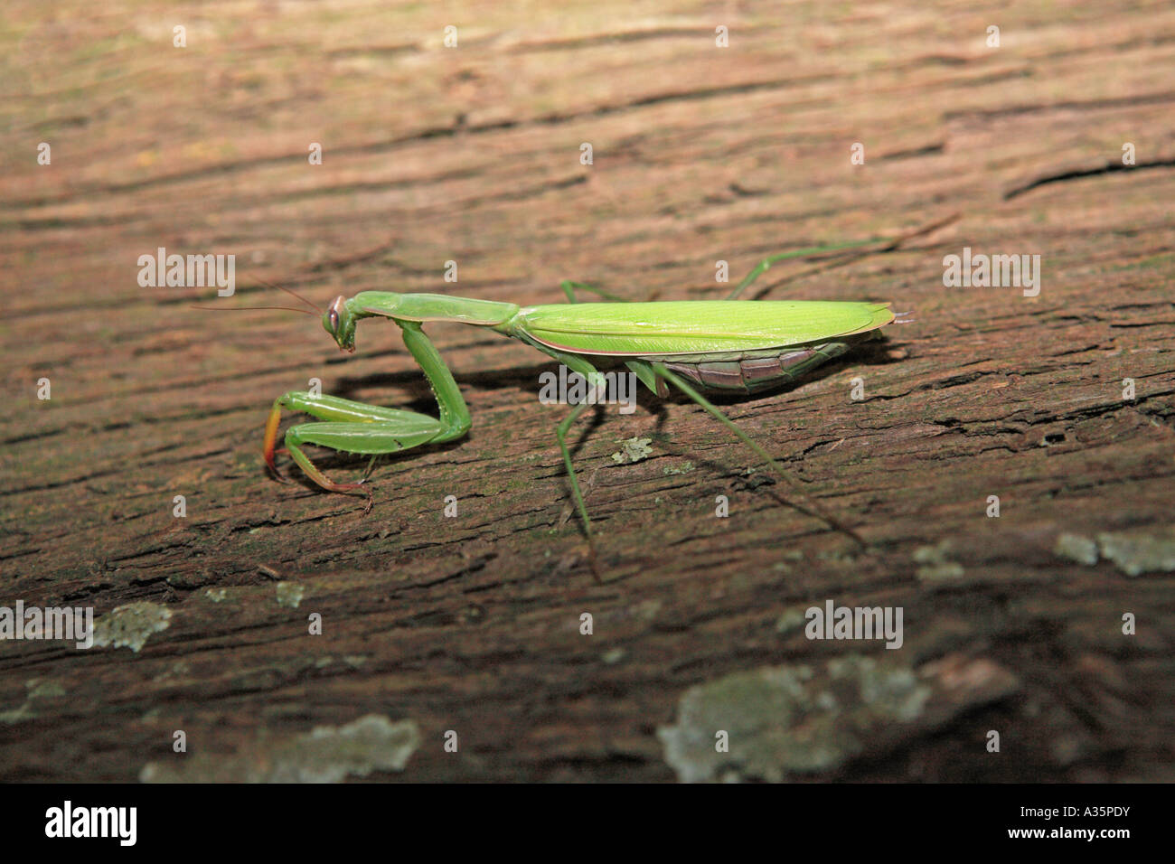 A Praying Mantis Stock Photo - Alamy