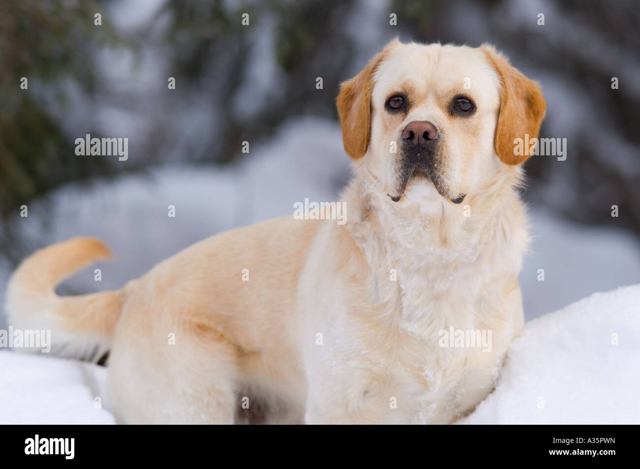 joyful labrador in snow Stock Photo - Alamy