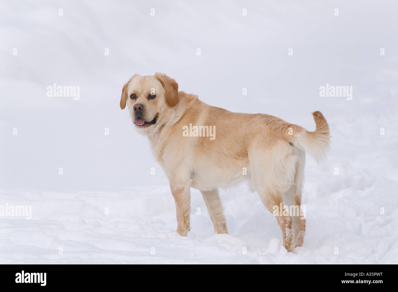 joyful Labrador in snow Stock Photo - Alamy