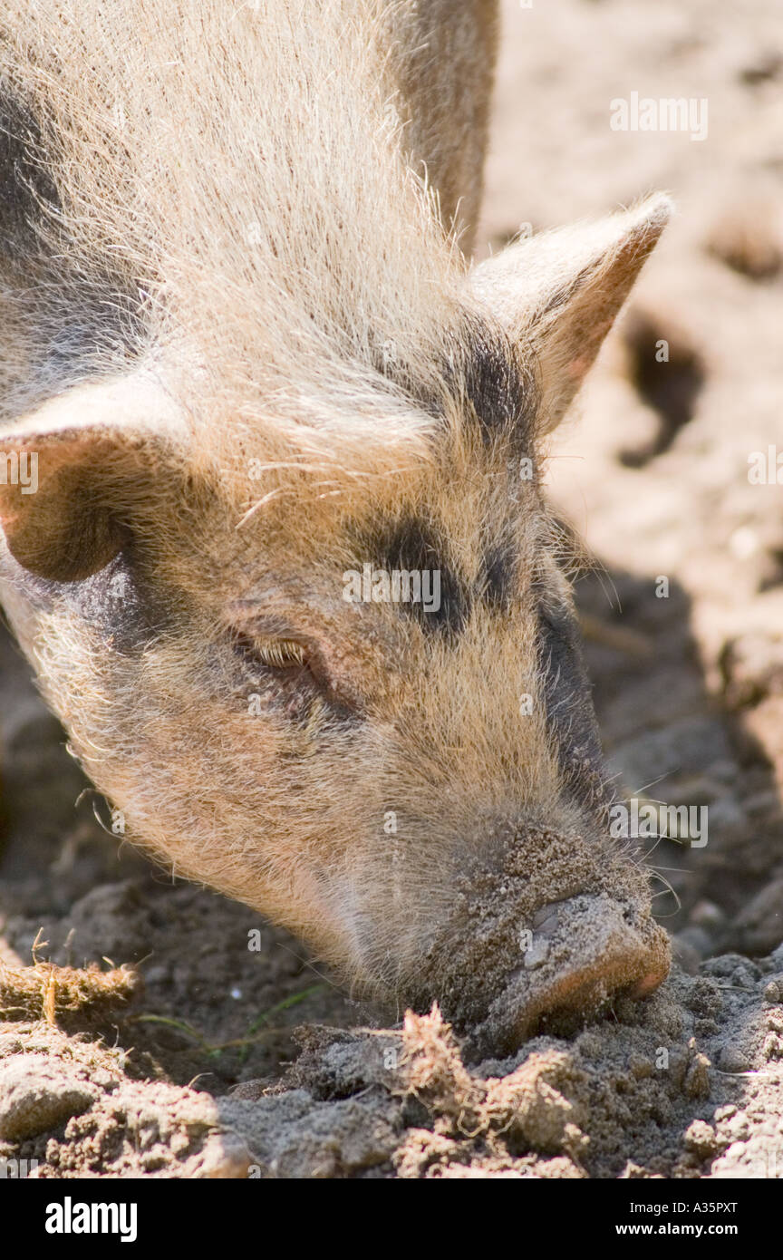 a pig digging in the ground Stock Photo - Alamy