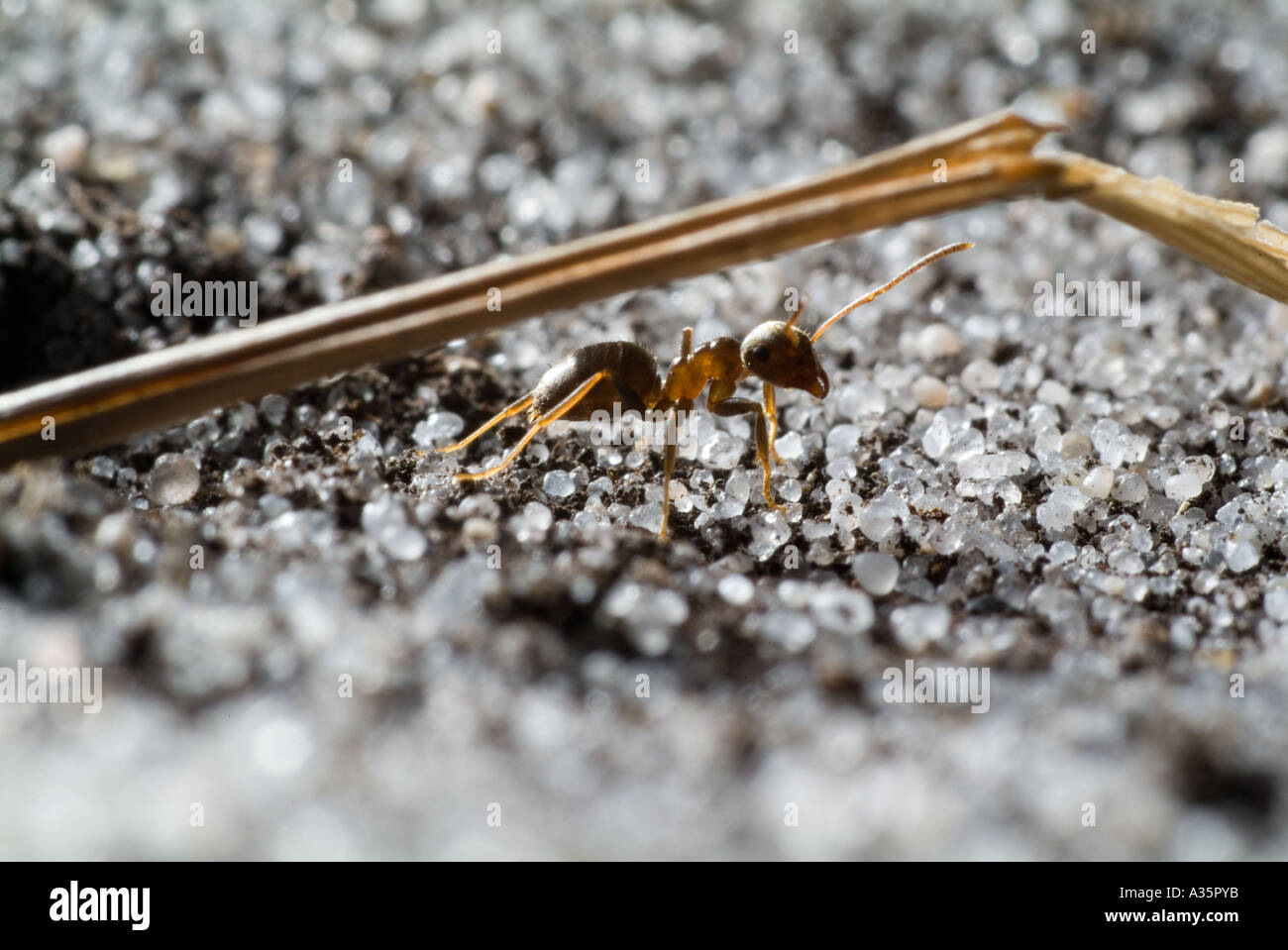 Ant theme hi-res stock photography and images - Alamy