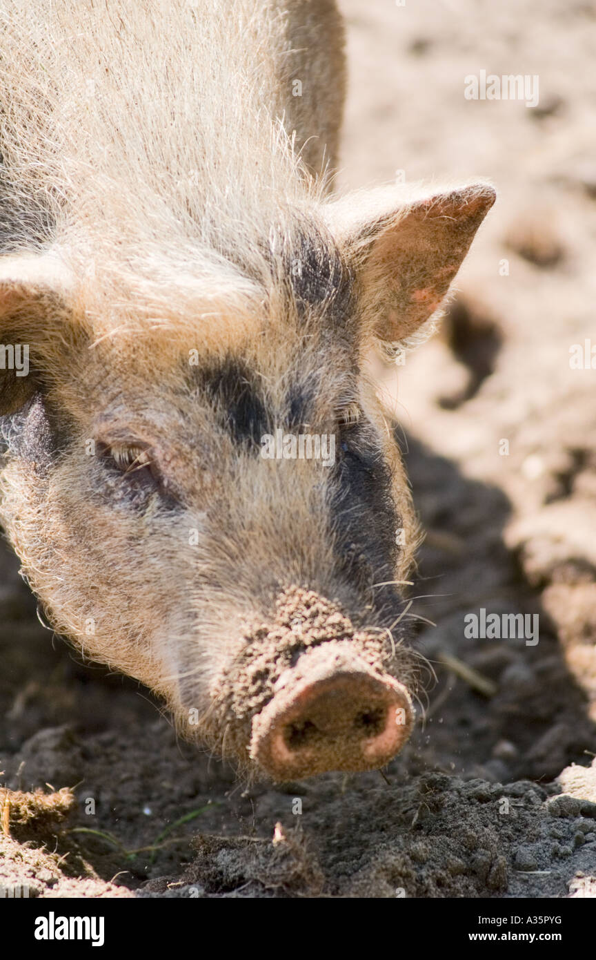 a pig digging in the ground Stock Photo - Alamy