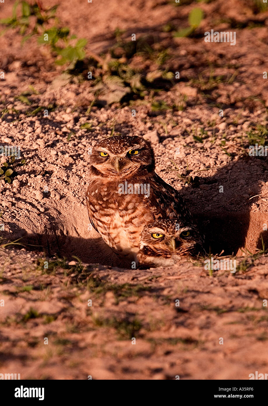 Long legged owls hi-res stock photography and images - Alamy