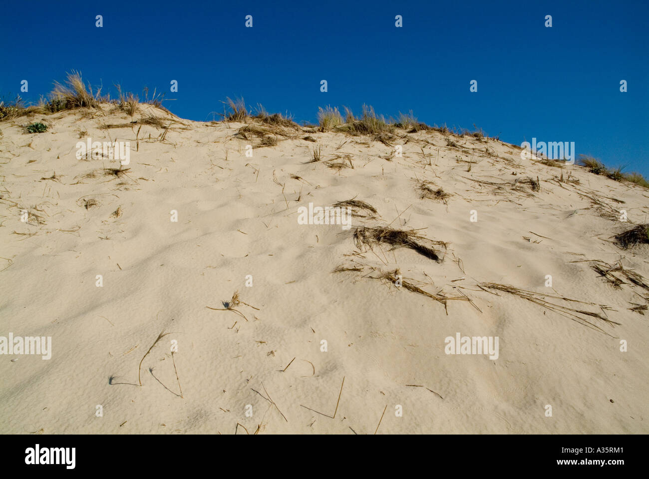 Sand dunes at Le Porge plage in France Aquitaine Landes Stock Photo - Alamy