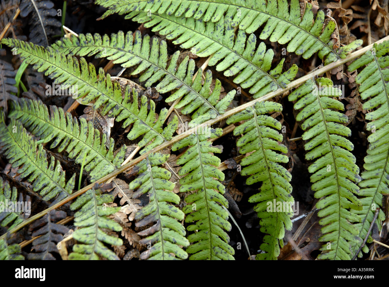 Cryptogamous plant hi-res stock photography and images - Alamy