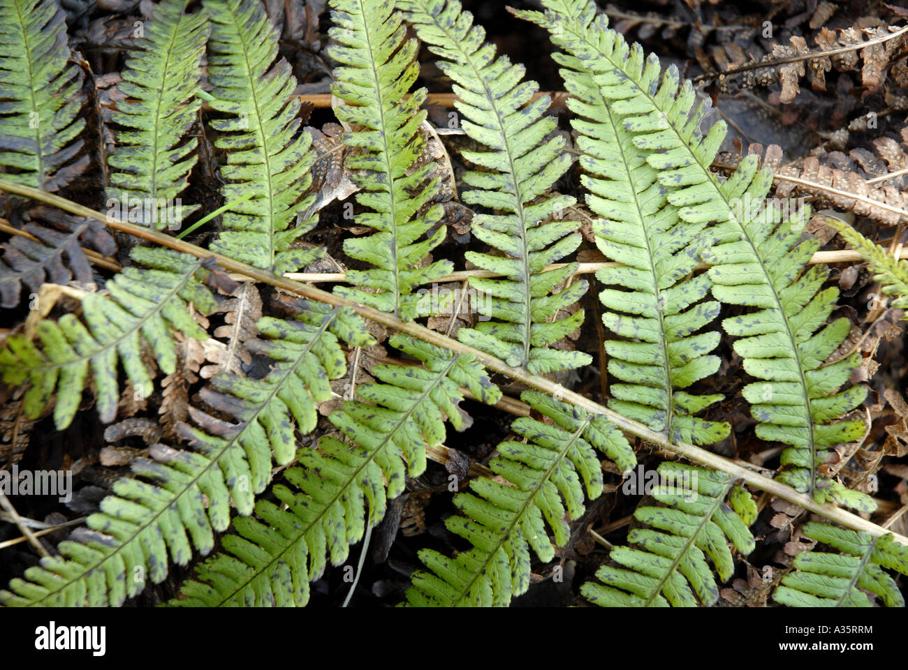The brahan hi-res stock photography and images - Alamy