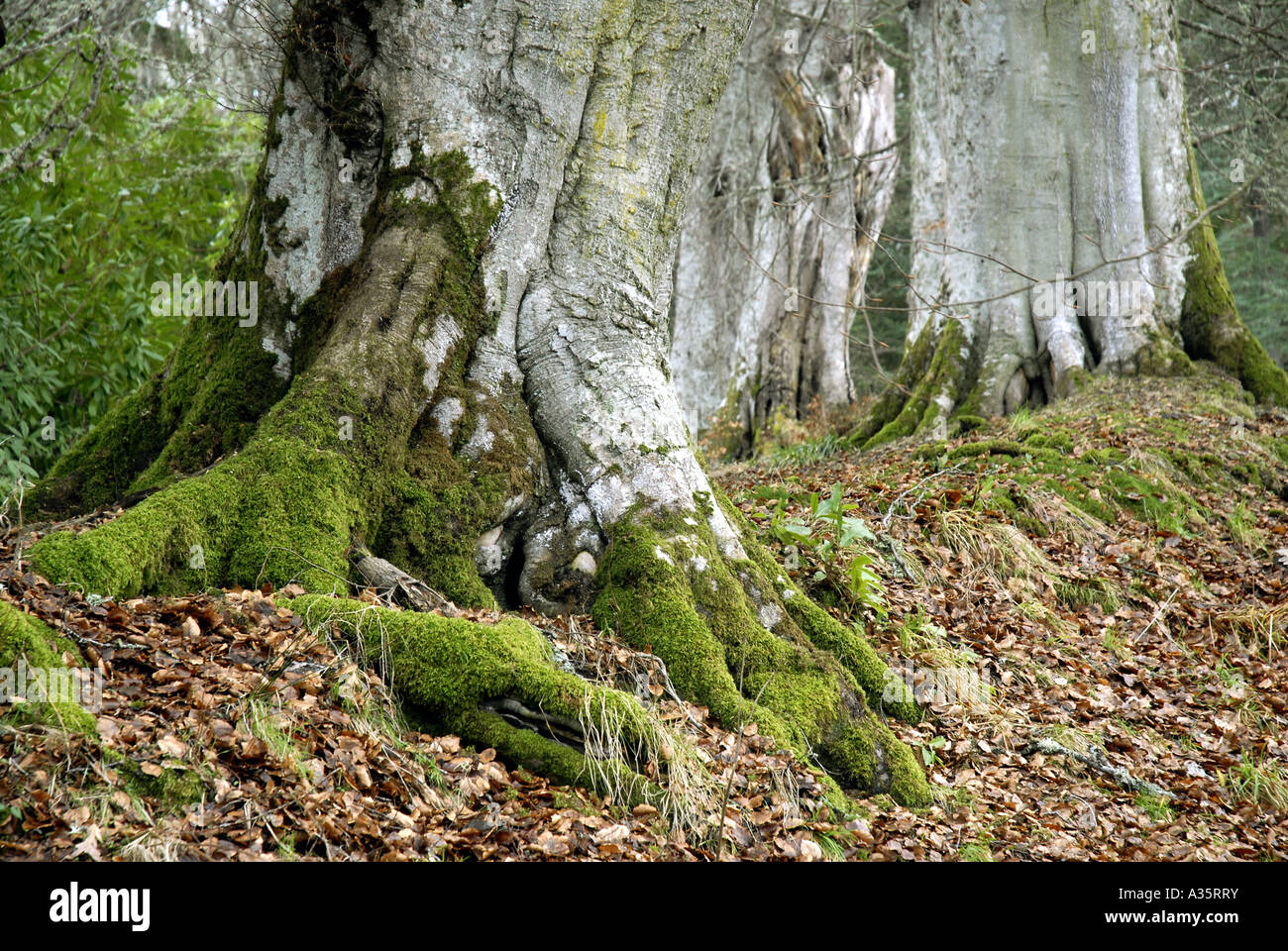 Trees on the Brahan Estate in the Highlands Scotland Stock Photo - Alamy