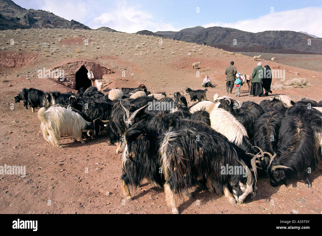 Goat iran middle east hi-res stock photography and images - Alamy